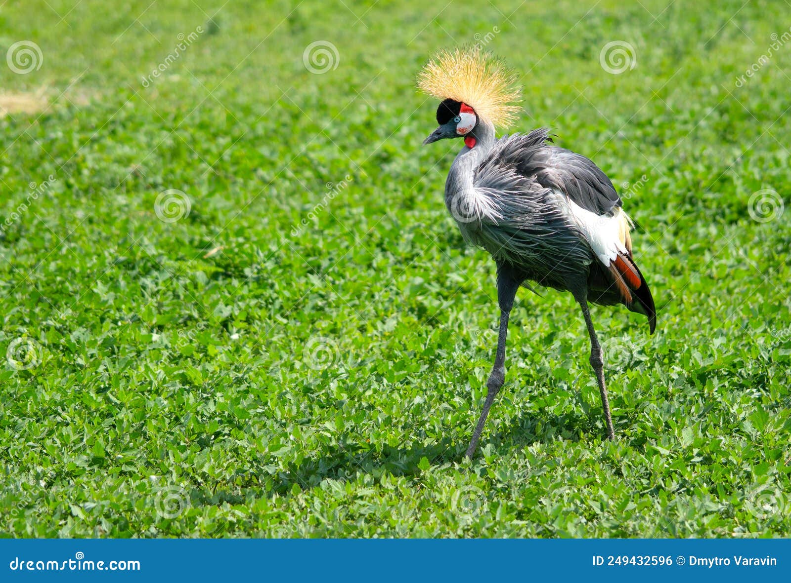 Eastern Crowned Crane Walking Stock Photo - Image of wildlife, walking ...