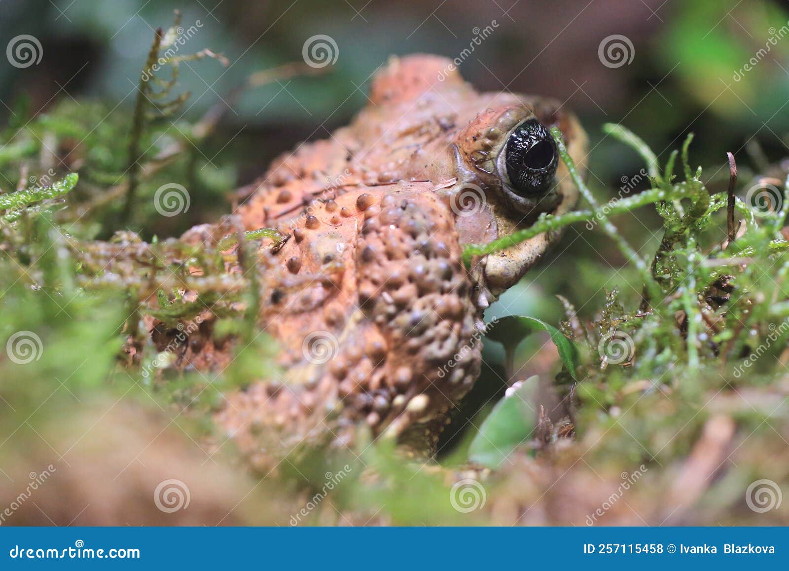 Giant Toad Stock Photography | CartoonDealer.com #46509332