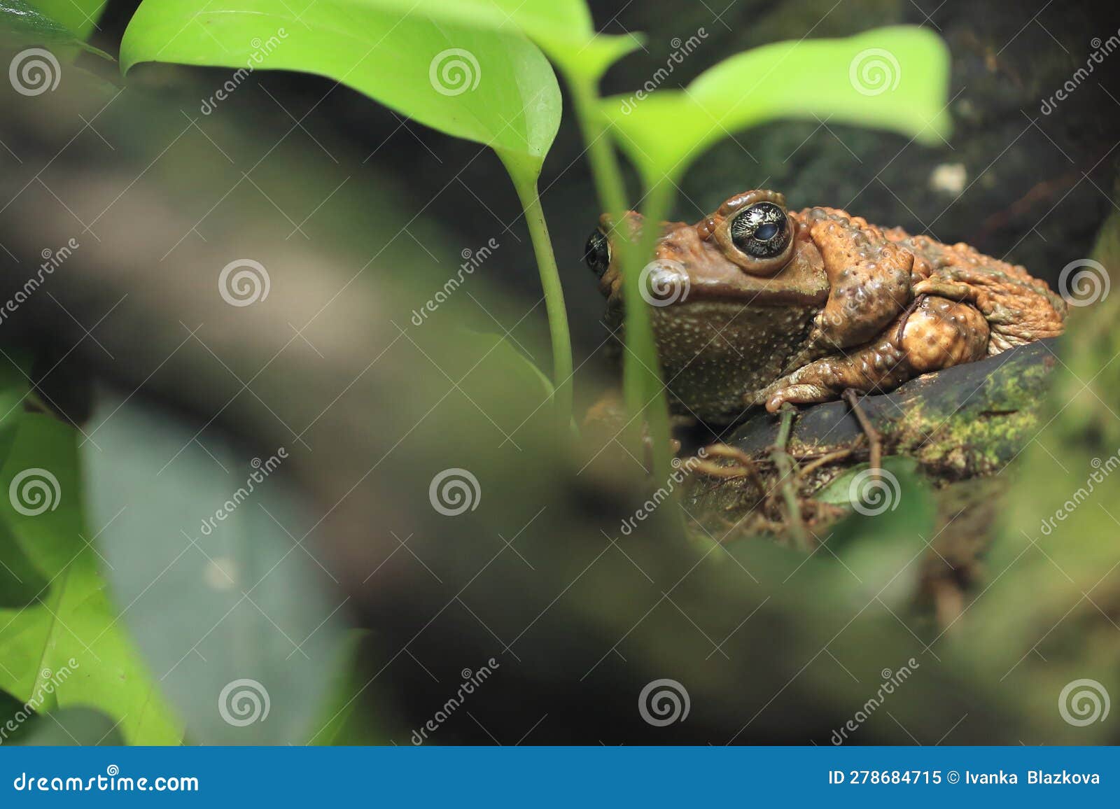 Eastern Cuba Giant Toad stock image. Image of adult - 278684715