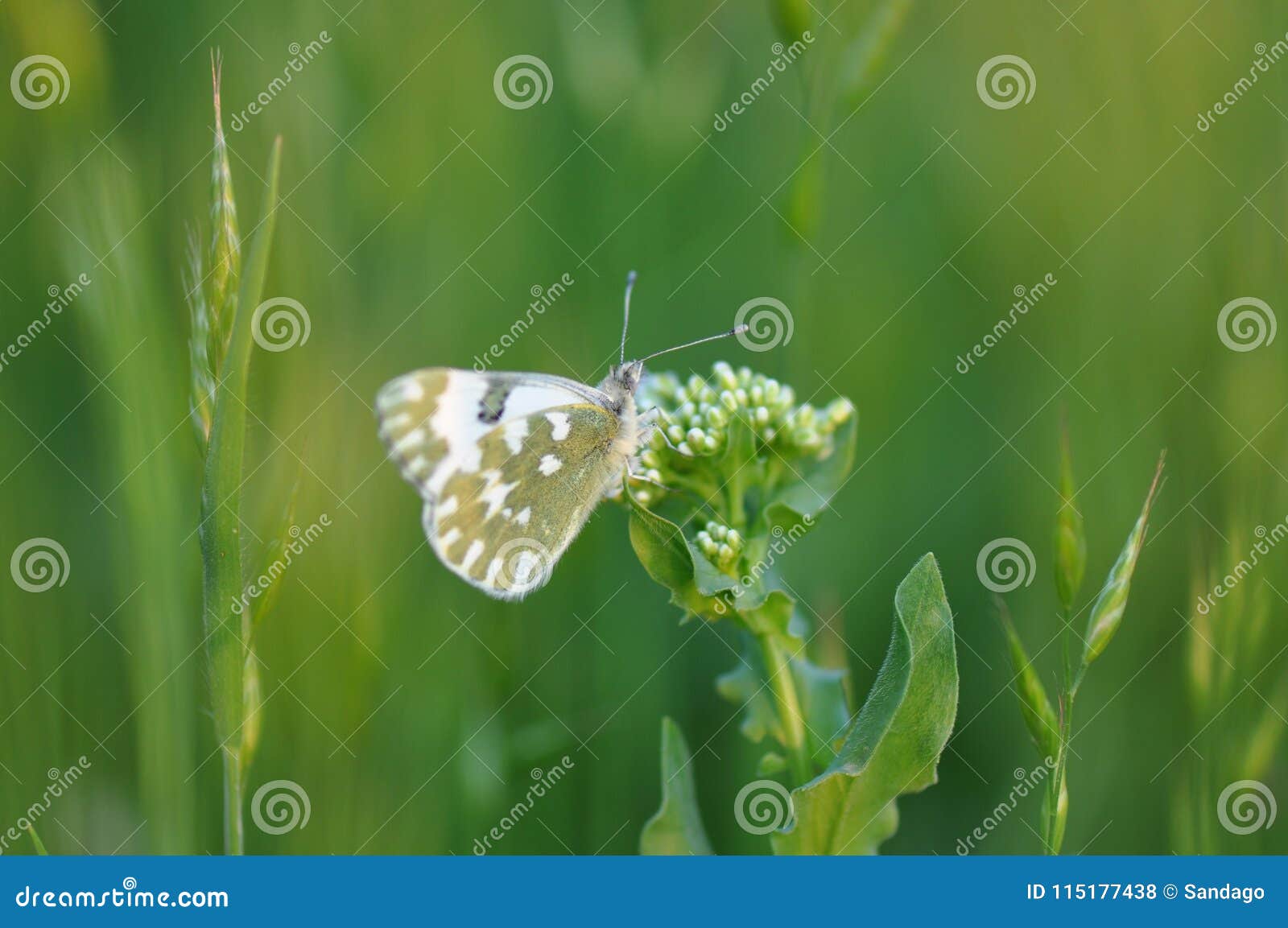 Eastern Dappled White stock photo. Image of nature, euchloe - 115177438