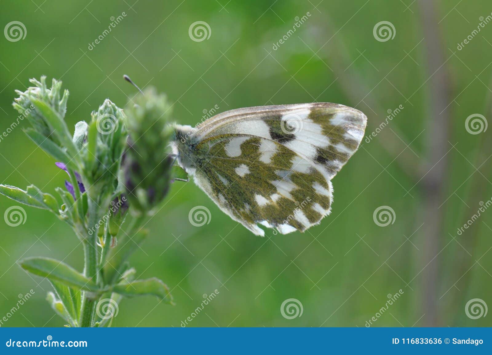 Eastern Dappled White stock photo. Image of wildlife - 116833636