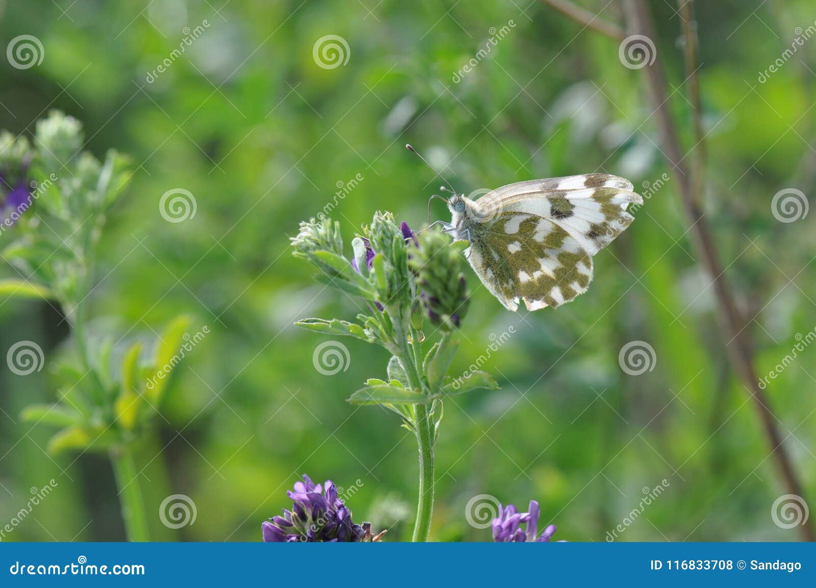 Eastern Dappled White stock photo. Image of dappled - 116833708