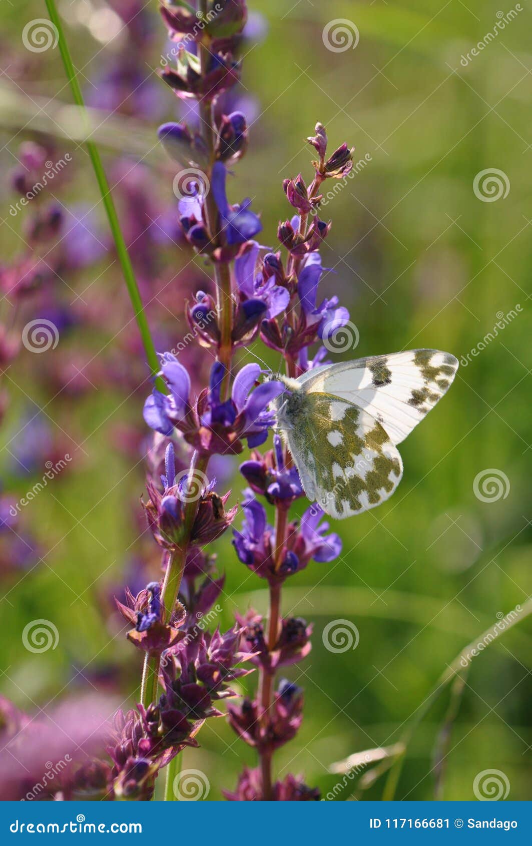 Eastern Dappled White stock image. Image of euchloe - 117166681