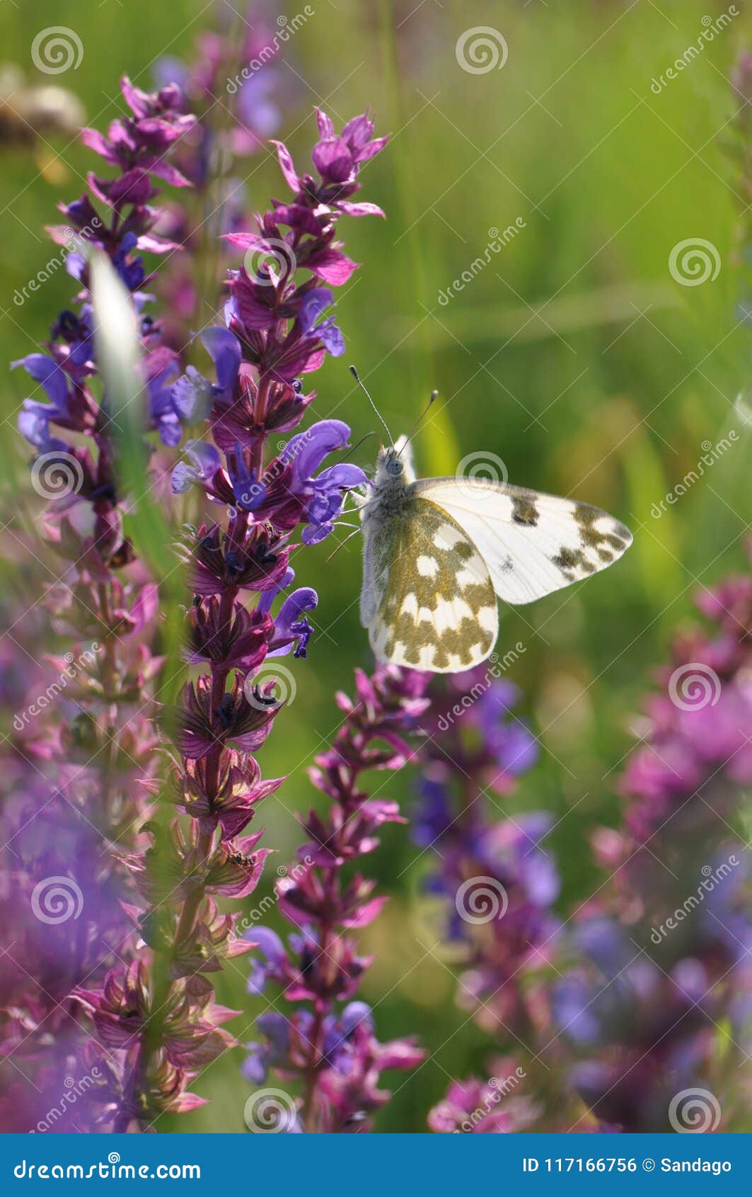 Eastern Dappled White stock photo. Image of pupa, trivia - 117166756