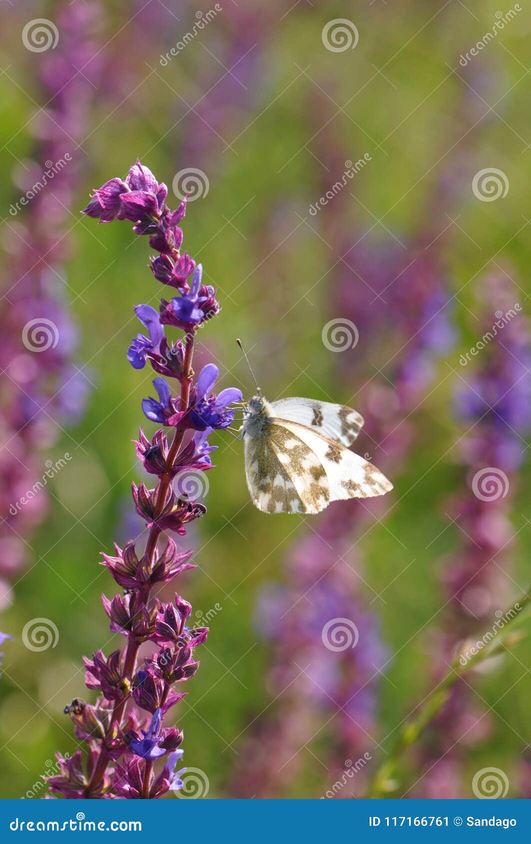 Eastern Dappled White stock image. Image of stem, ausonia - 117166761