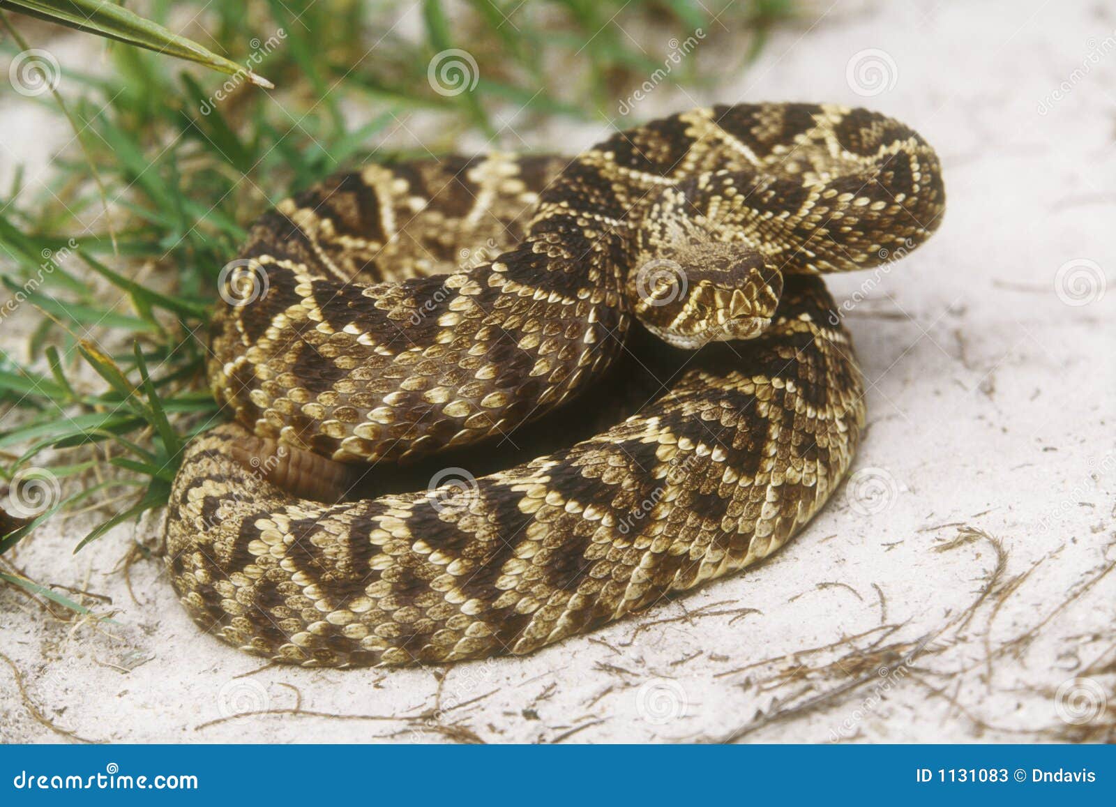 Eastern Diamondback Rattlesnake Stock Image - Image of diamondback ...