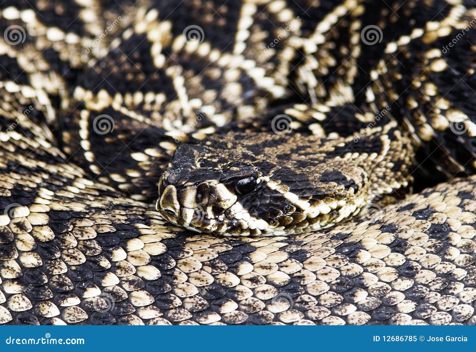 Eastern Diamondback Rattlesnake Stock Image - Image of like, angry ...