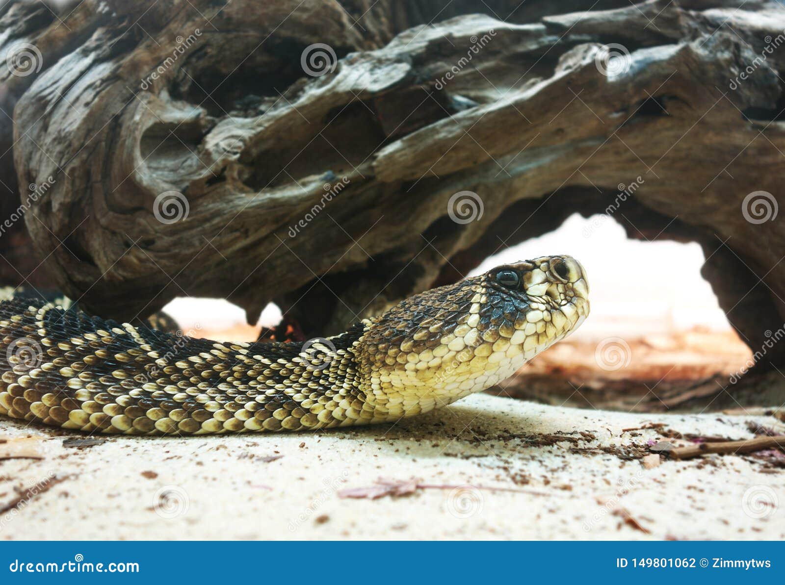 Eastern Diamondback Rattlesnake Stock Photo - Image of venomous ...