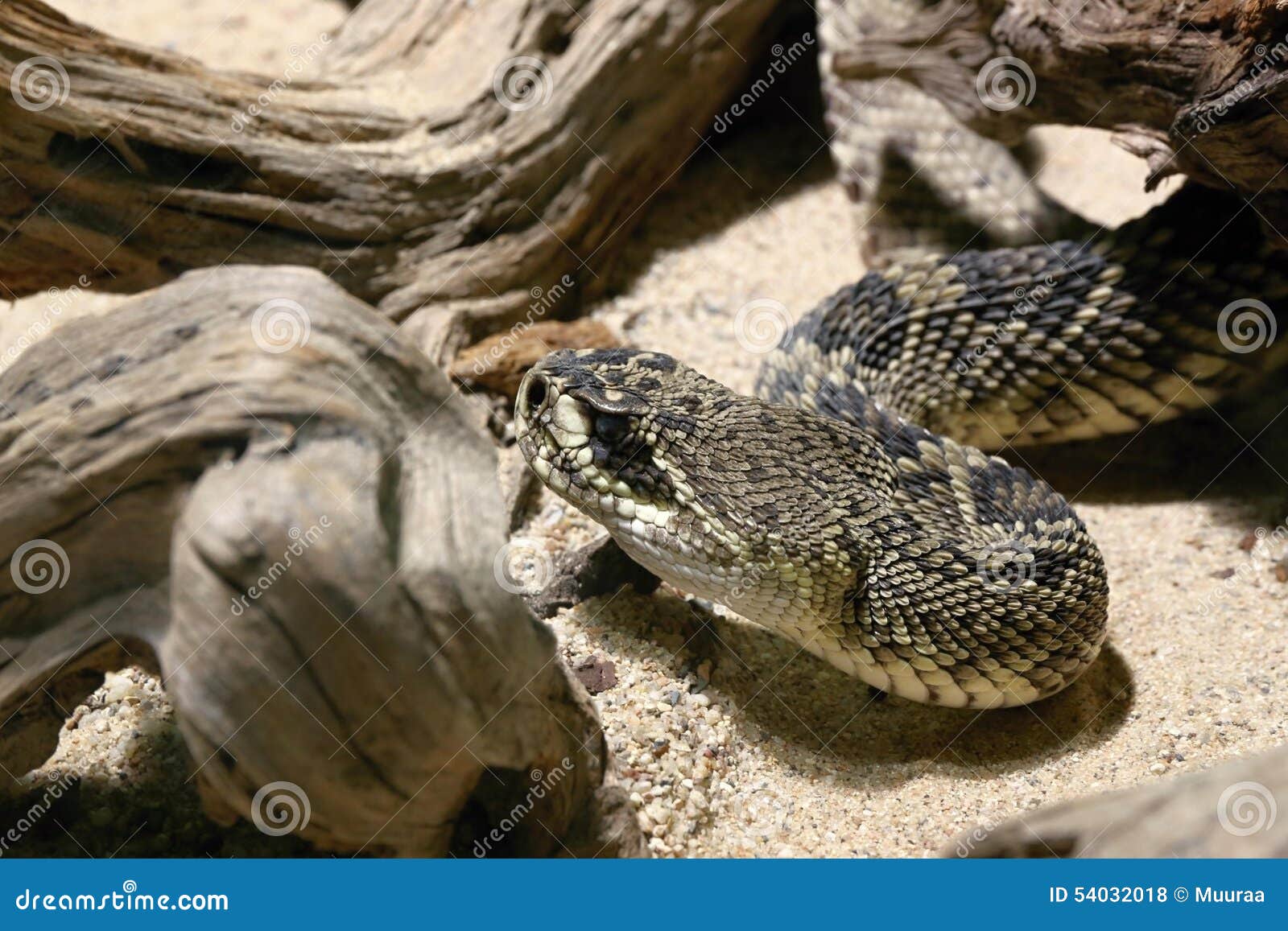 Eastern Diamondback Rattlesnake Stock Photo - Image of florida, mexican ...