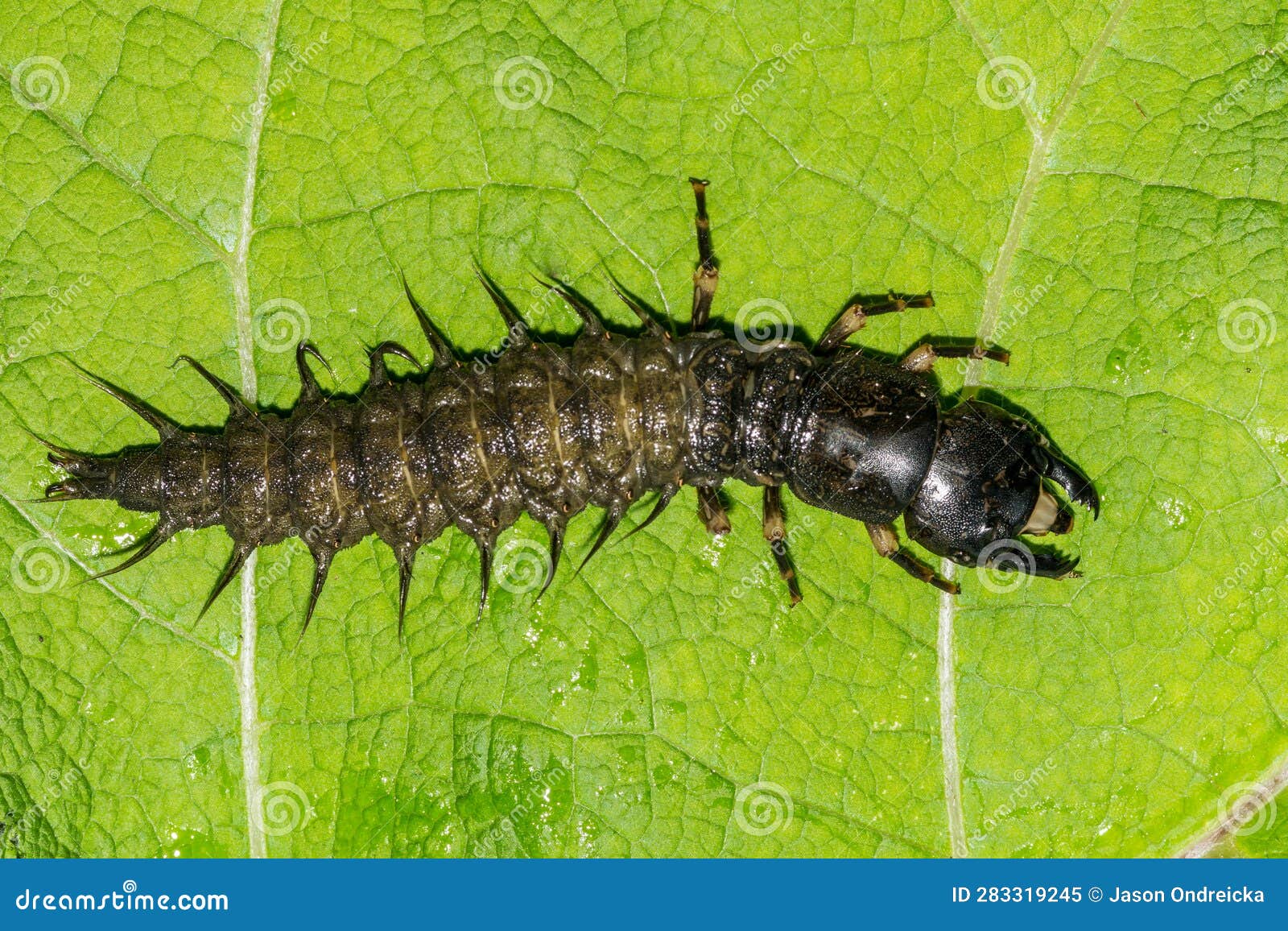 Hellgrammite Larvae House