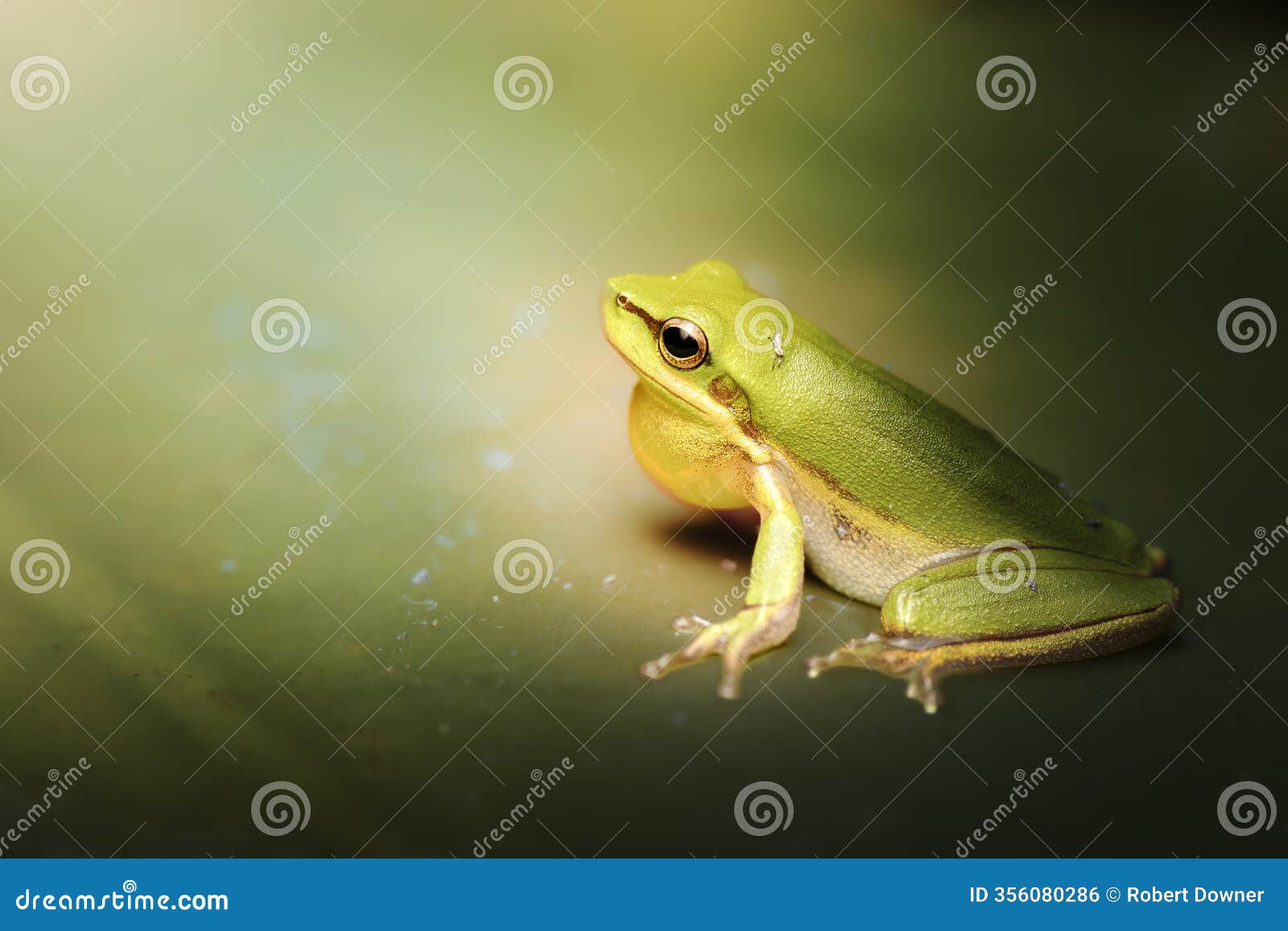 Eastern Dwarf Tree Frog stock photo. Image of wildlife - 356080286