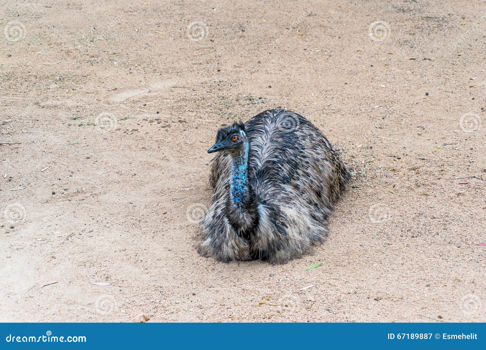 Eastern Emu Sitting on Sandy Ground Stock Image - Image of flightless ...