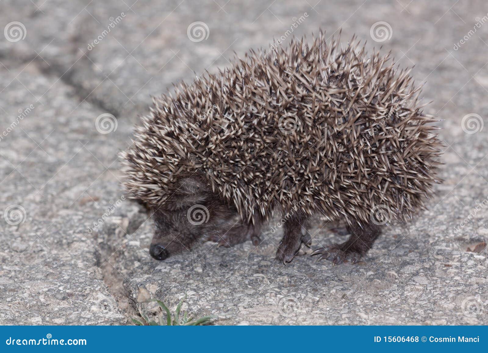 Eastern European Hedgehog stock photo. Image of closeup - 15606468