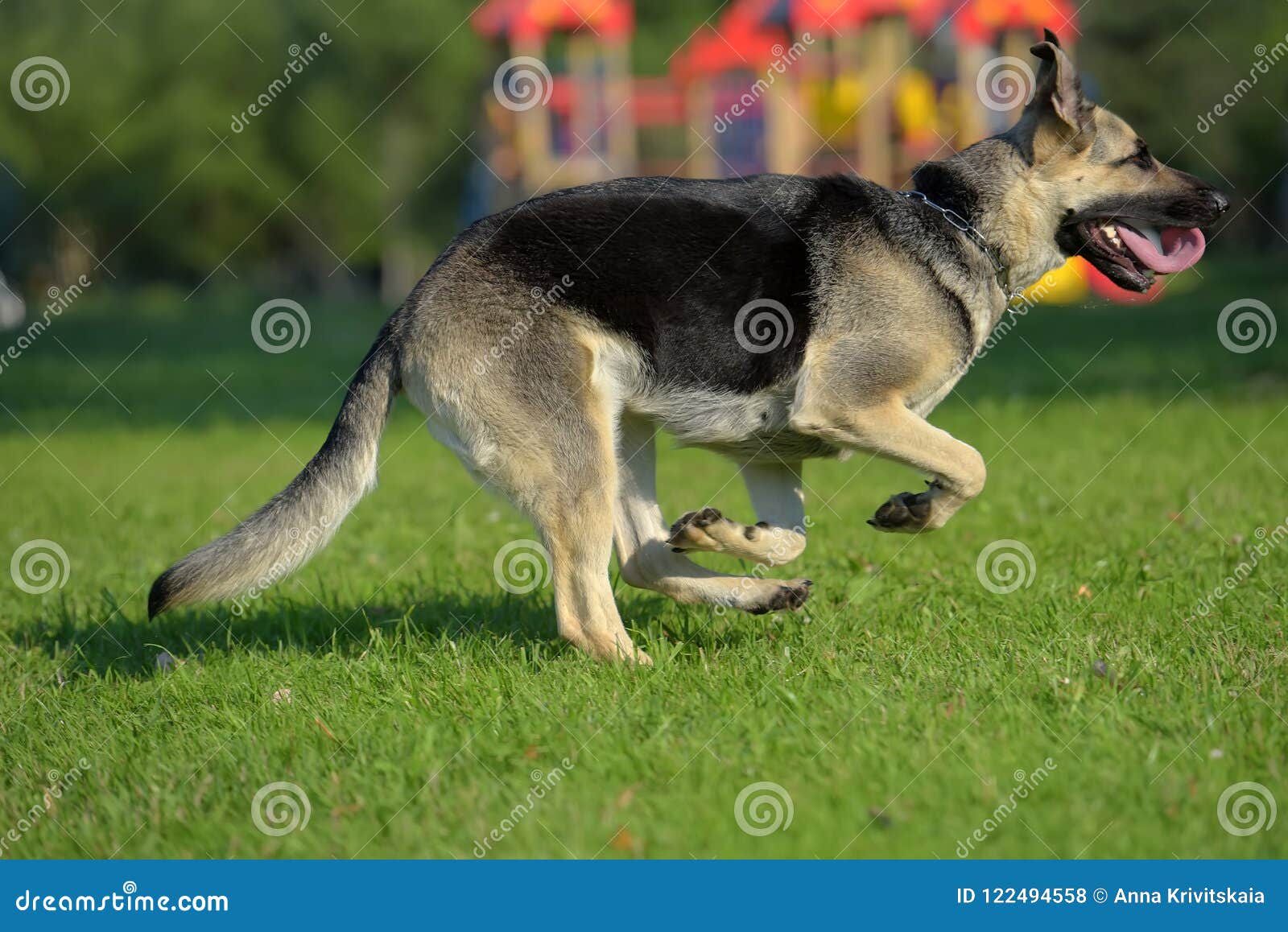 Eastern European Sheepdog Runs Stock Photo - Image of beauty, friend ...