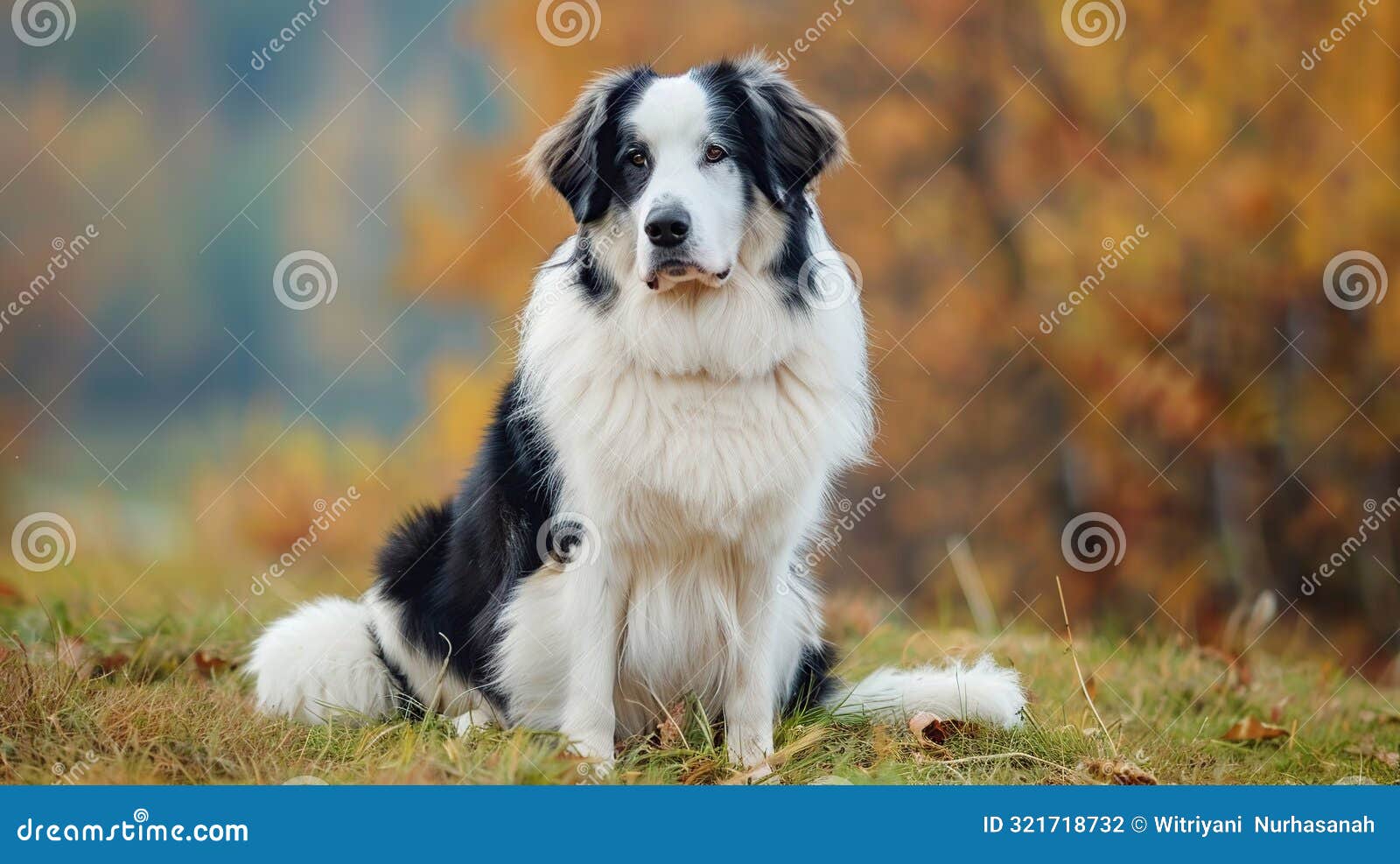 Eastern European Sheepdog Sits on the Grass. Generative Ai Stock ...