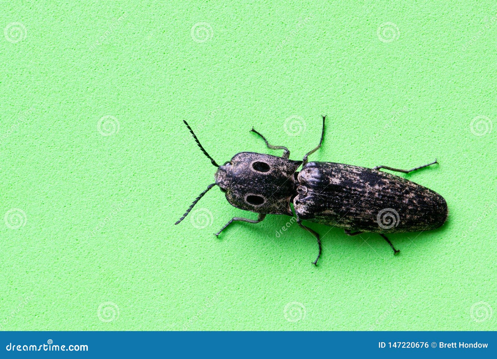 5,550 Click Green Stock Photos - Free & Royalty-Free Stock Photos from ...