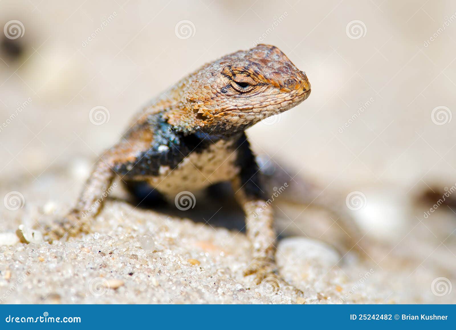 Eastern Fence Lizard In The Okefenokee Swamp Royalty-Free Stock ...