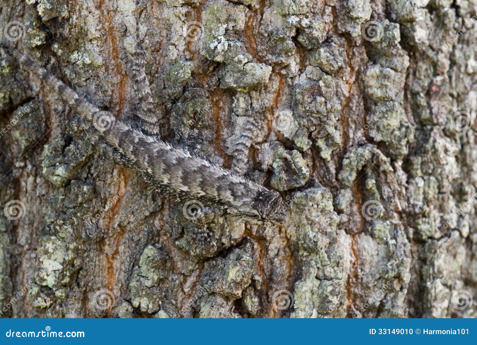 Eastern fence lizard stock photo. Image of guide, native - 33149010