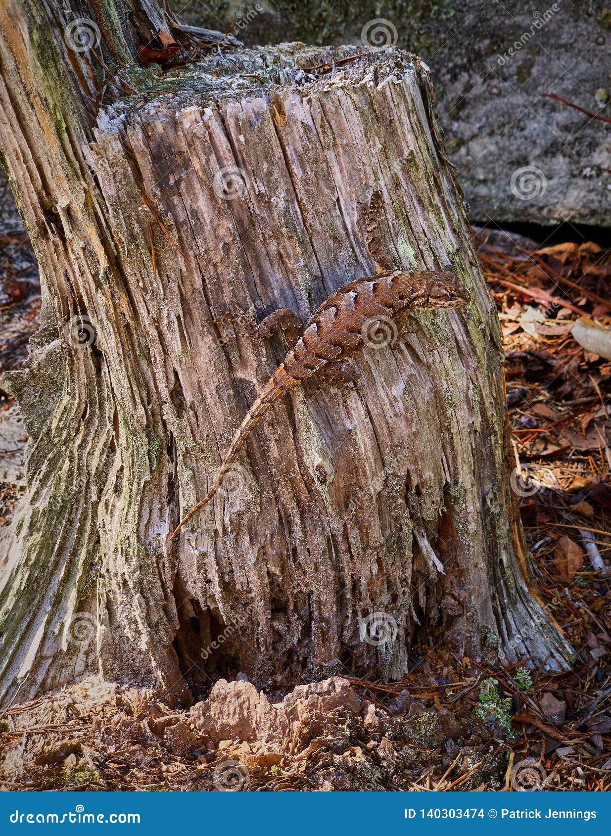 Eastern Fence Lizard on Tree Stump Stock Photo - Image of closeup ...