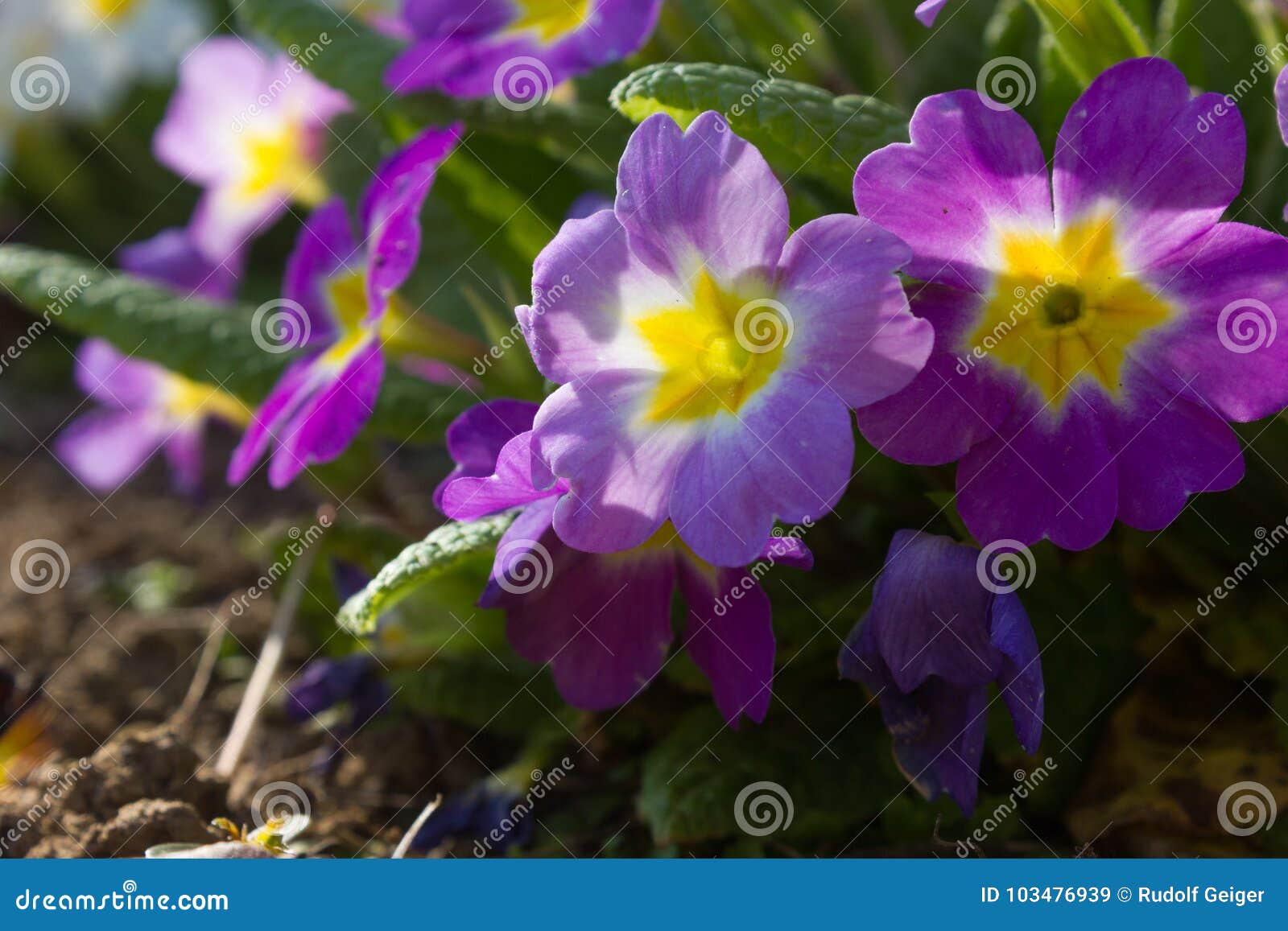 Eastern Flowers and Idyllics Stock Image - Image of blossoming, cutleaf ...