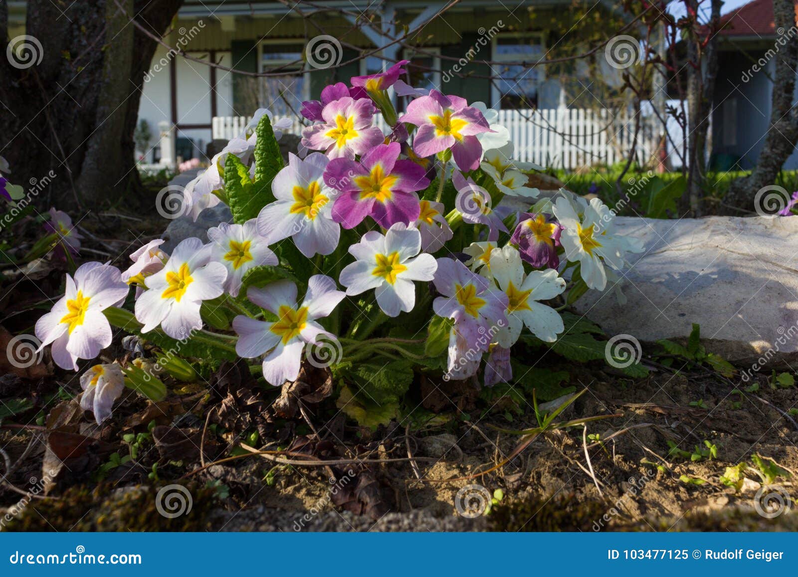 Eastern Flowers and Idyllics Stock Image - Image of blue, eastern ...