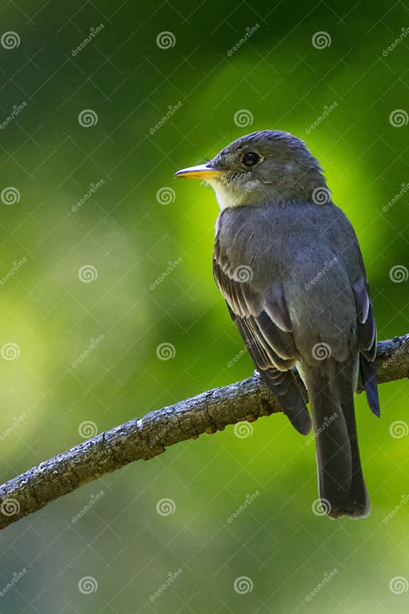 Eastern flycatcher stock photo. Image of wild, eastern - 64039074