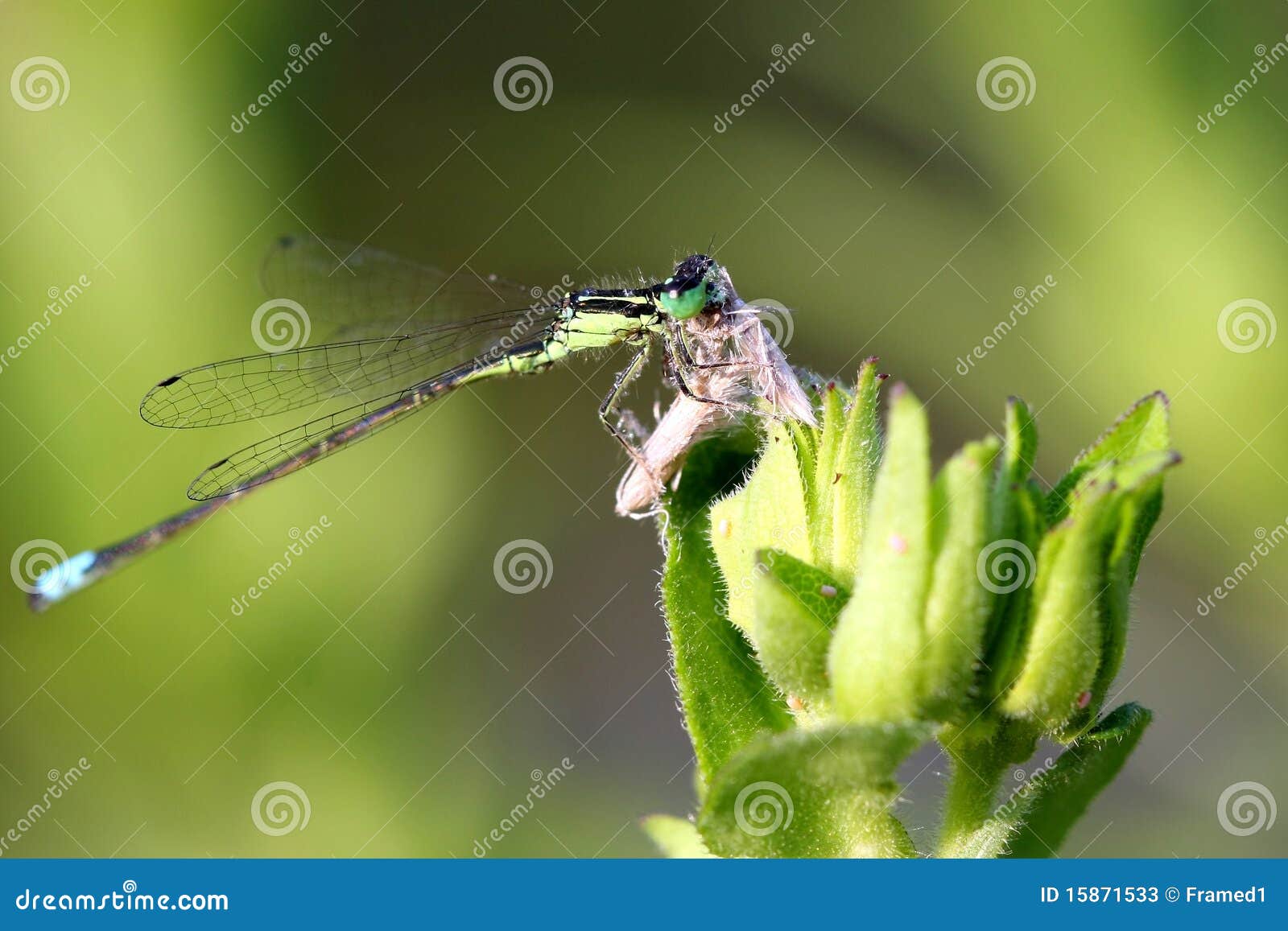 Eastern Forktail Damselfly stock image. Image of insect - 15871533