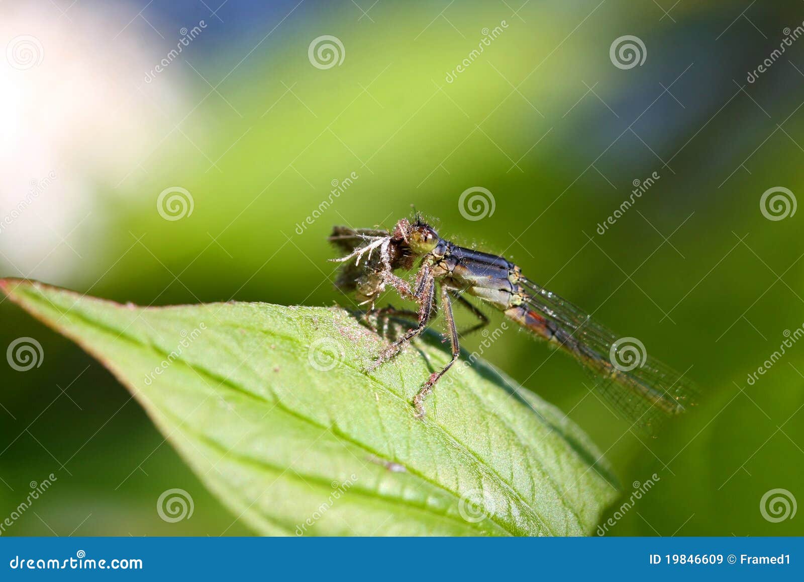 Eastern Forktail Damselfly Female Stock Image - Image of garden, macro ...