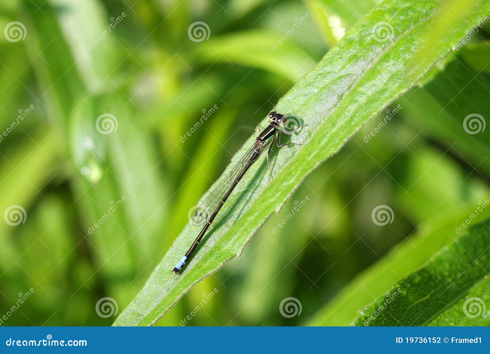 Eastern Forktail Damselfly Male Stock Photo - Image of insect, detail ...