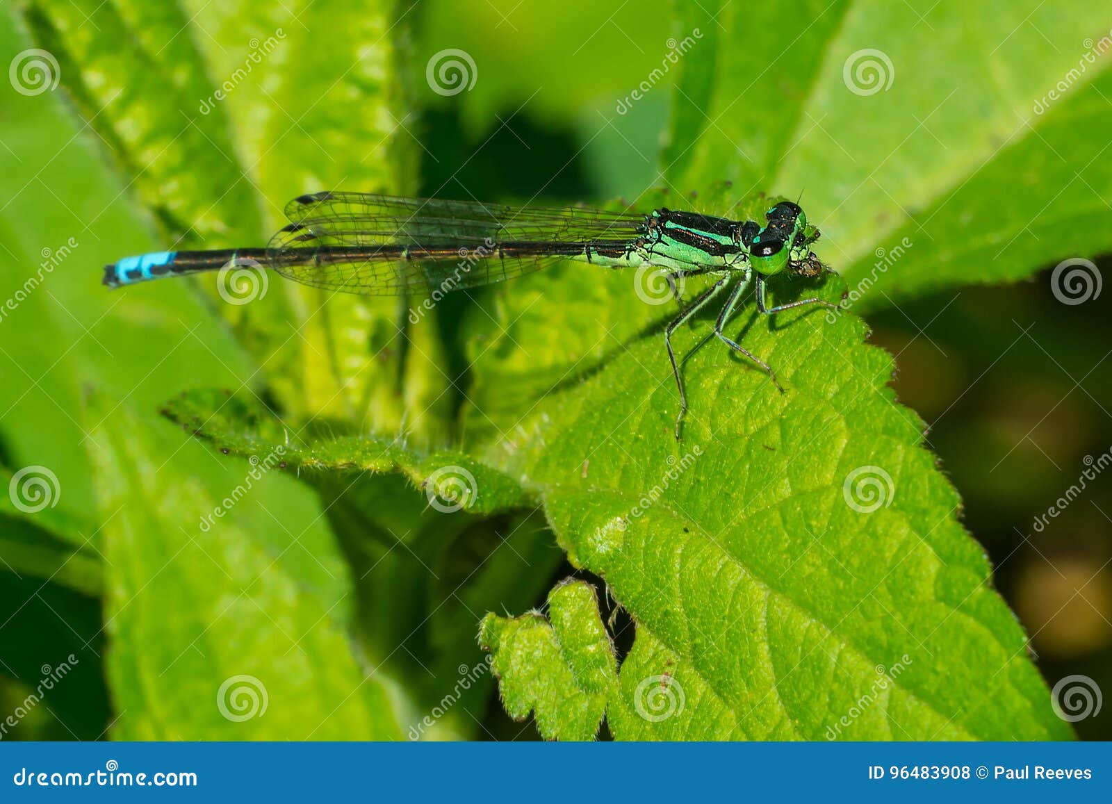 Eastern Forktail Damselfly - Ischnura Verticalis Stock Photo - Image of ...