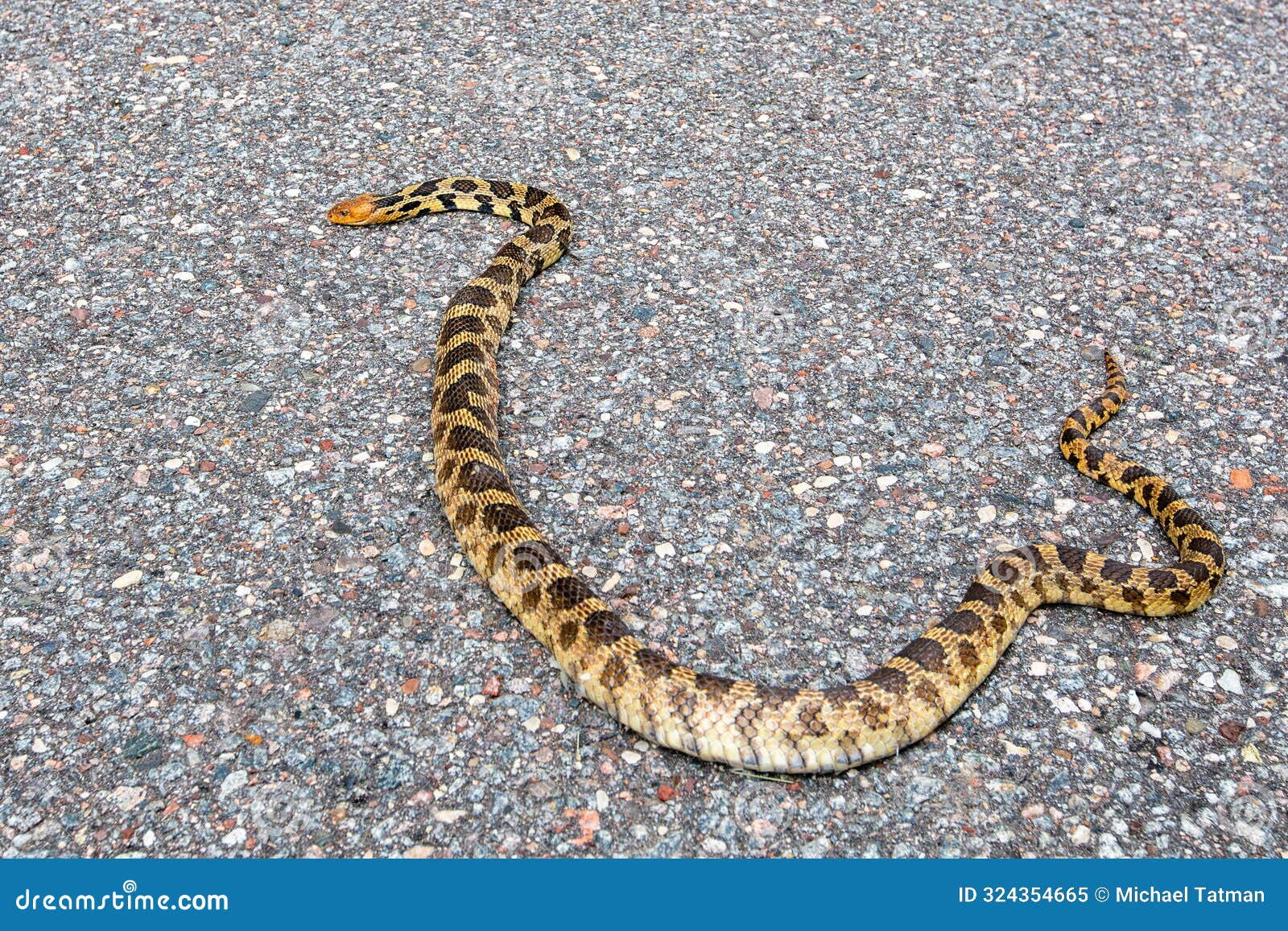 Eastern Fox Snake (Elaphe Vulpina) Crossing the Road Stock Image ...
