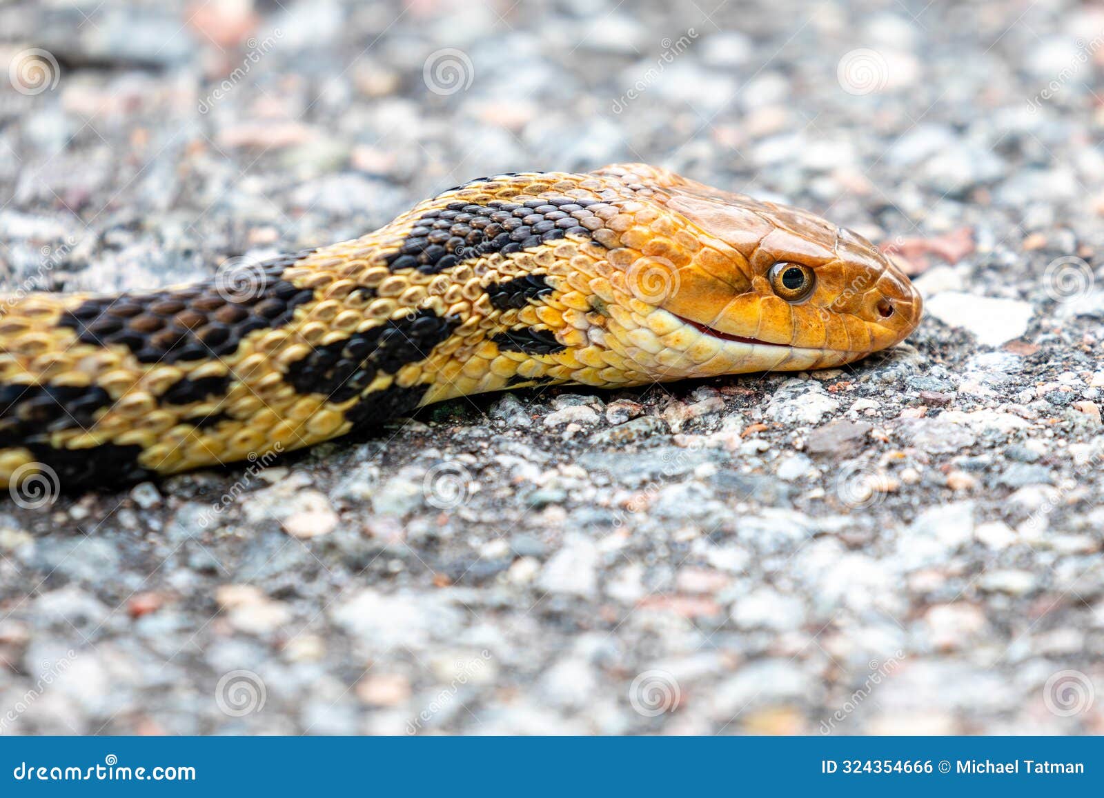 Eastern Fox Snake (Elaphe Vulpina) Crossing the Road Stock Photo ...