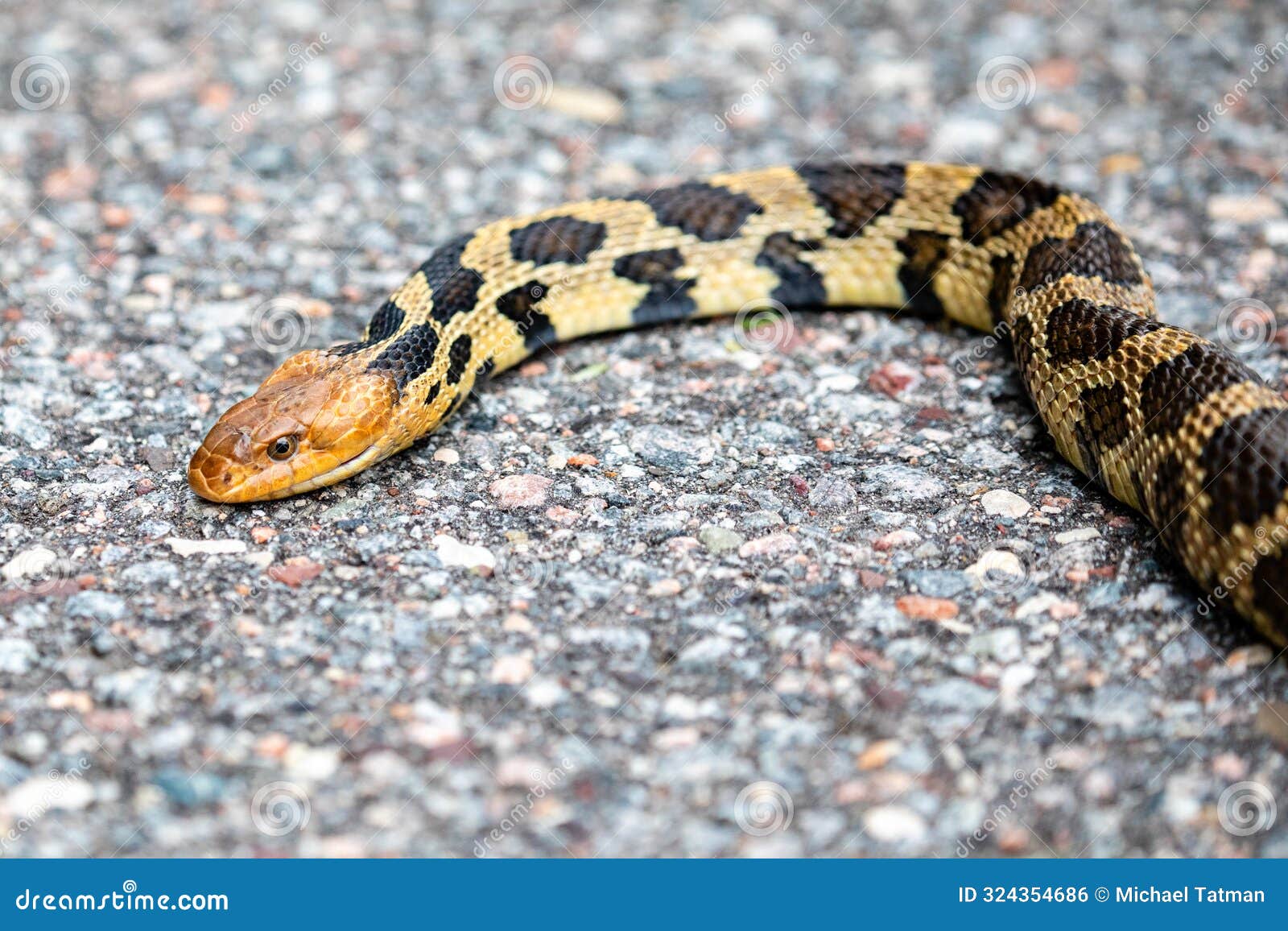 Eastern Fox Snake (Elaphe Vulpina) Crossing the Road Stock Photo ...
