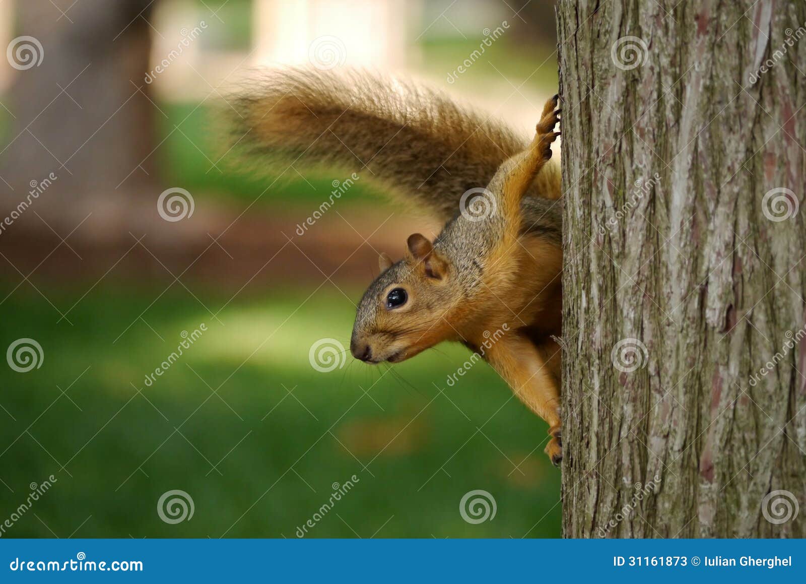 Eastern Fox Squirrel stock image. Image of squirrels - 31161873