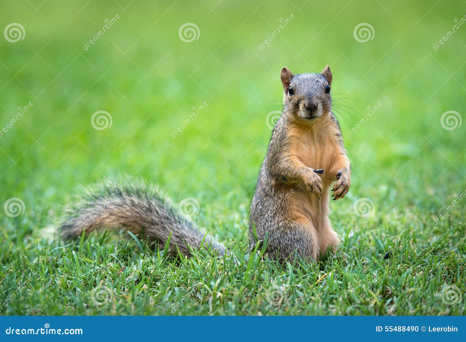 Eastern Fox Squirrel (Sciurus Niger) in Garden Stock Photo - Image of ...