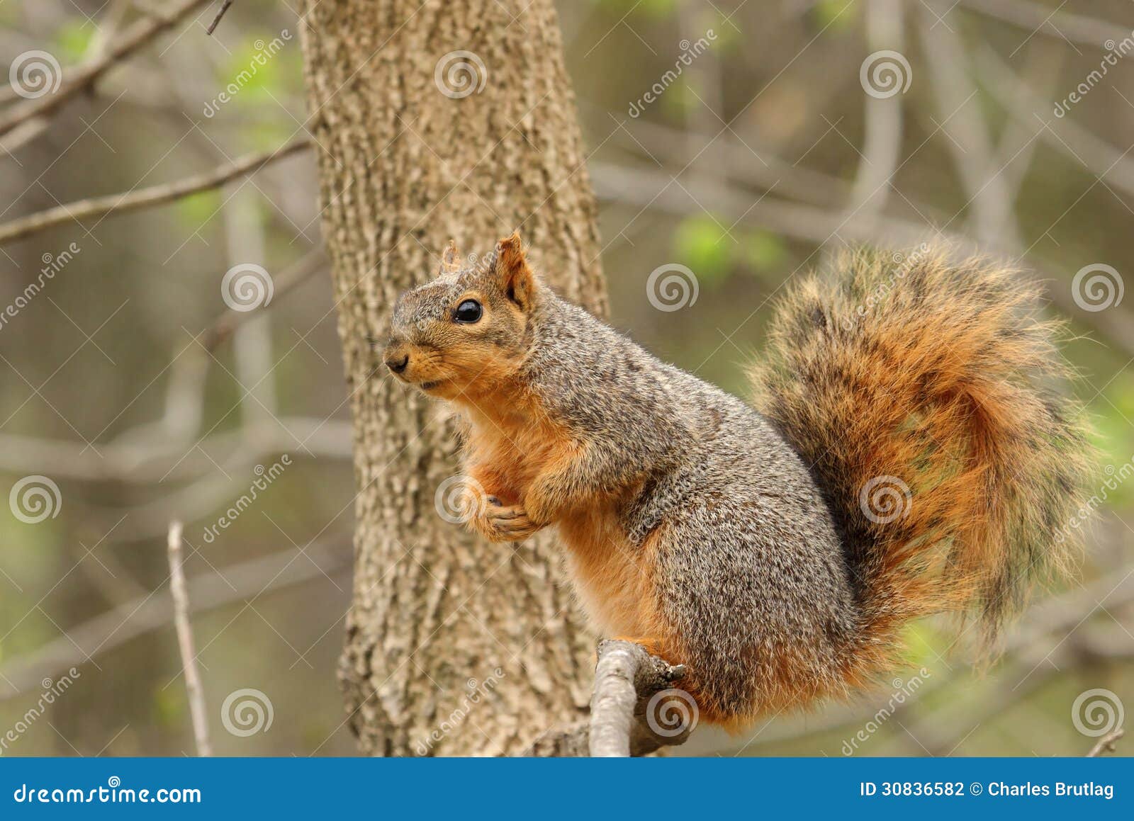 Eastern Fox Squirrel, Sciurus Niger Stock Photo - Image of tree ...