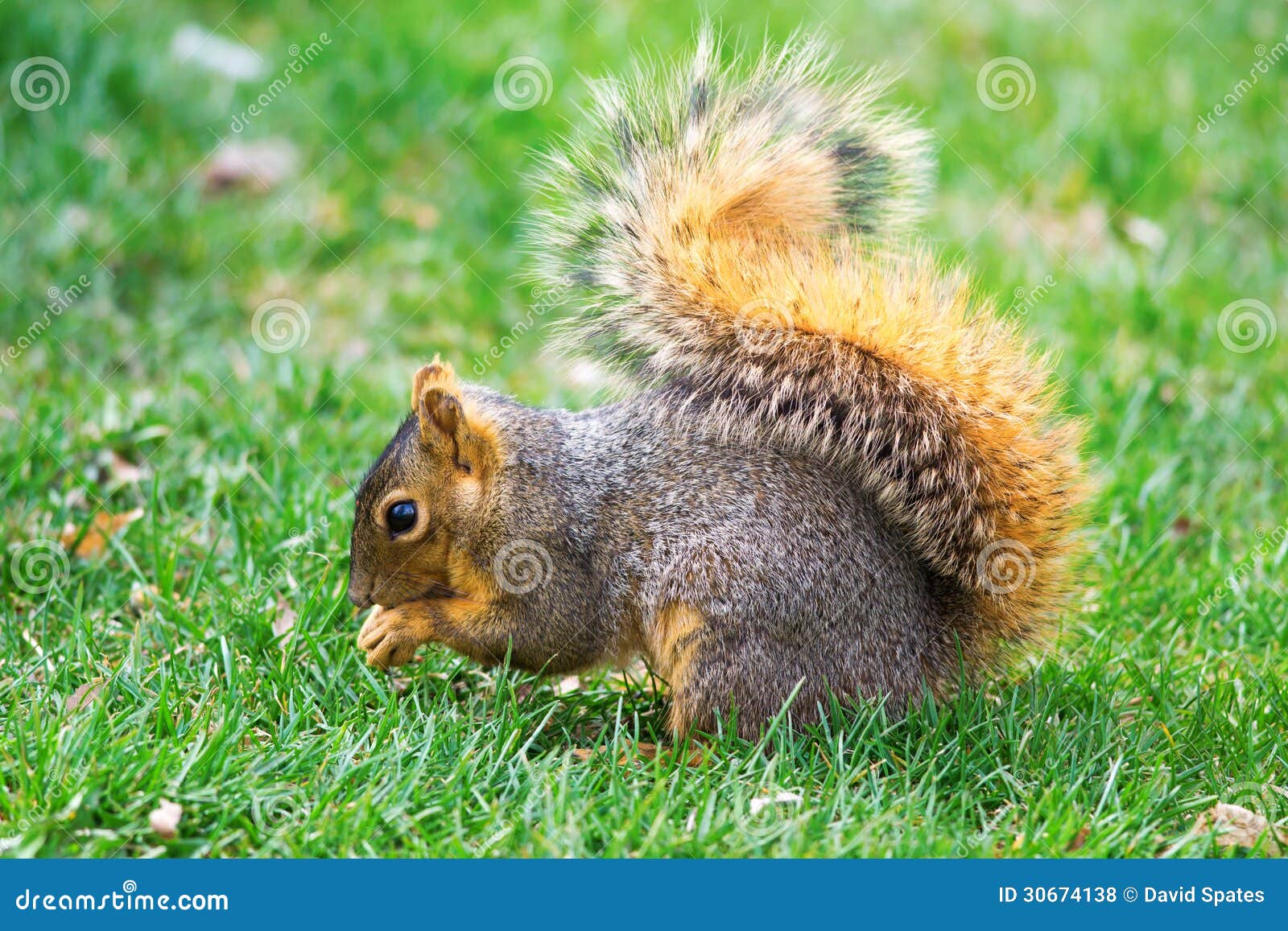 714 Colorado Squirrel Stock Photos - Free & Royalty-Free Stock Photos ...
