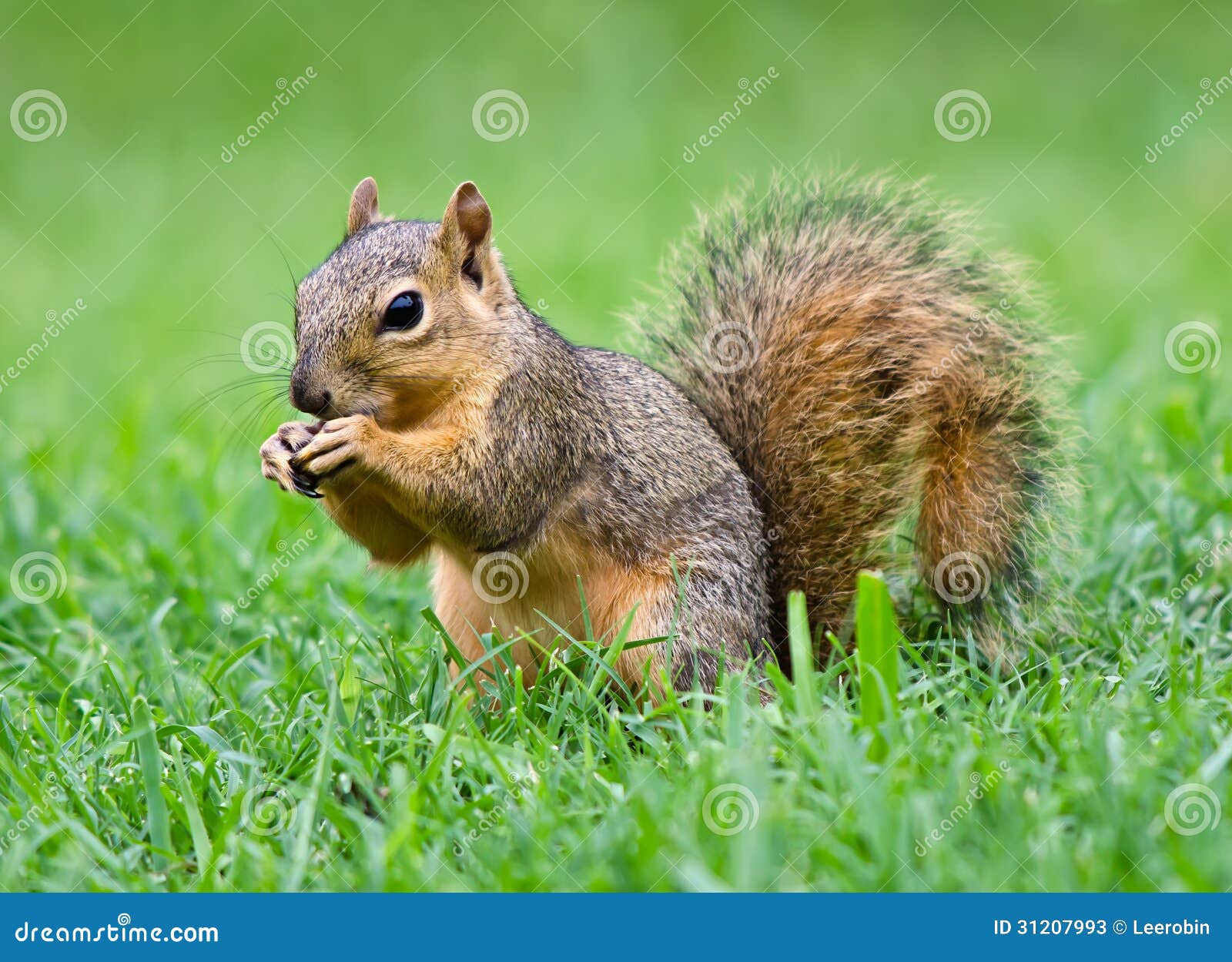 Eastern Fox Squirrel Sciurus Niger Stock Image Image Of Nature Tree 31207993