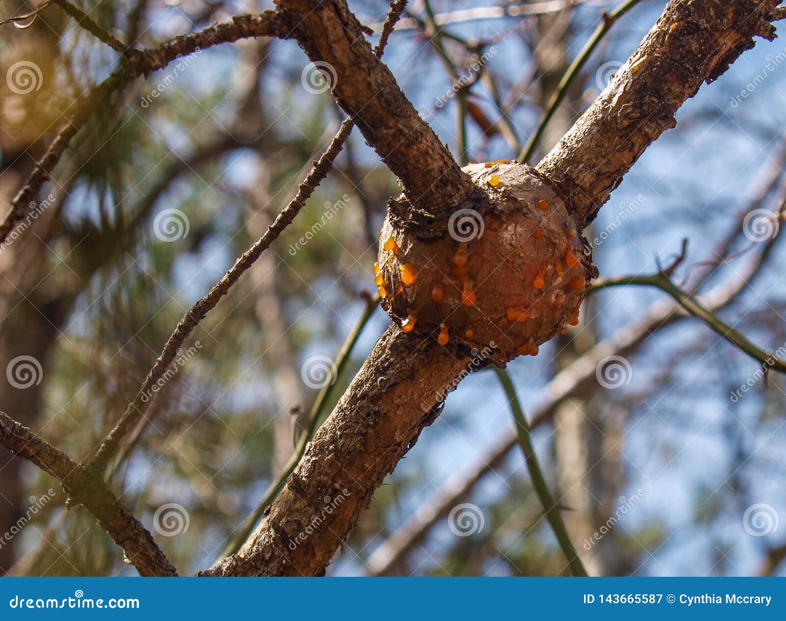 Eastern Gall Rust Cronartium Quercuum Stock Image - Image of pineoak ...