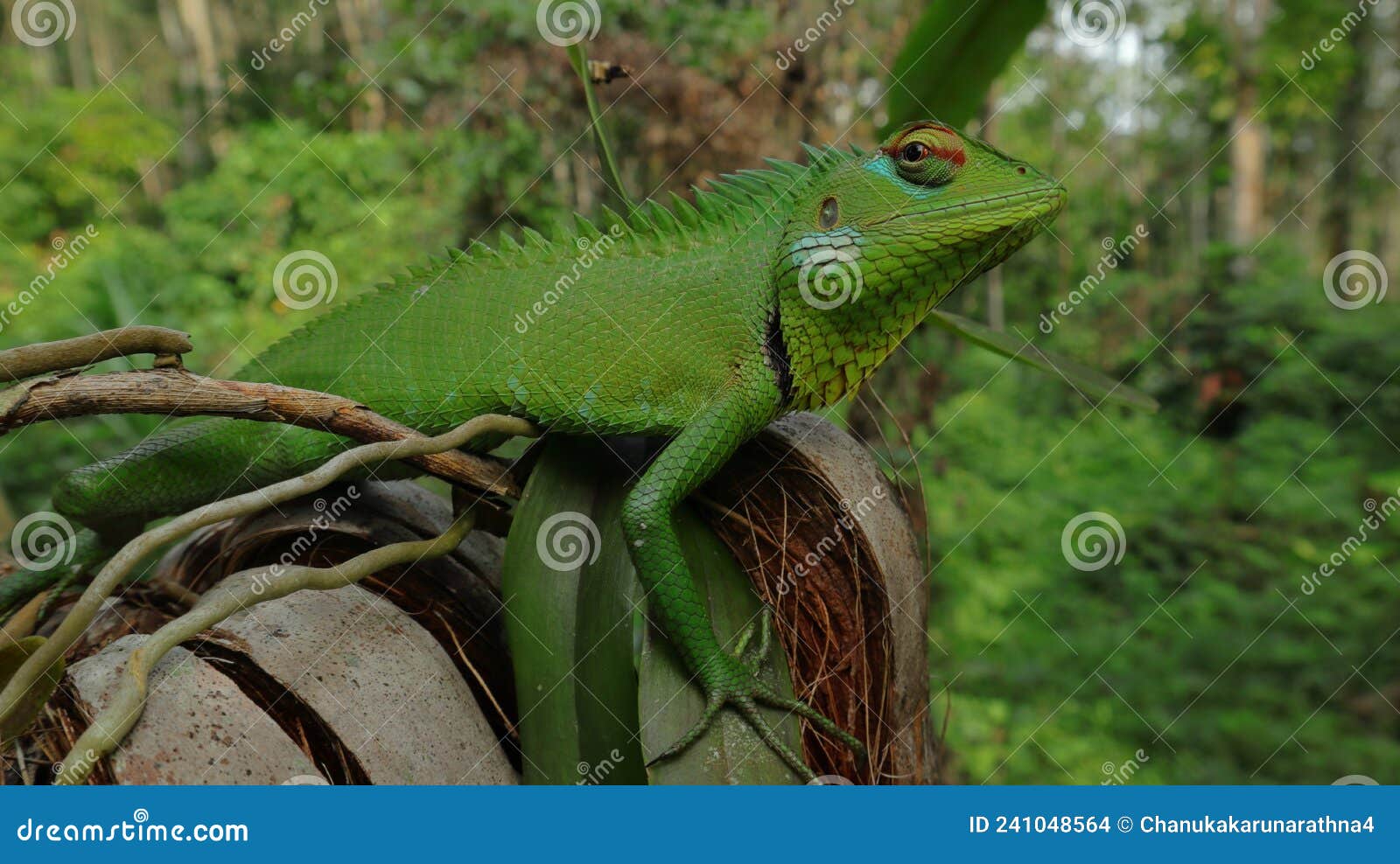 An Eastern Garden Lizard Back Looking with Curious Face Stock Photo ...