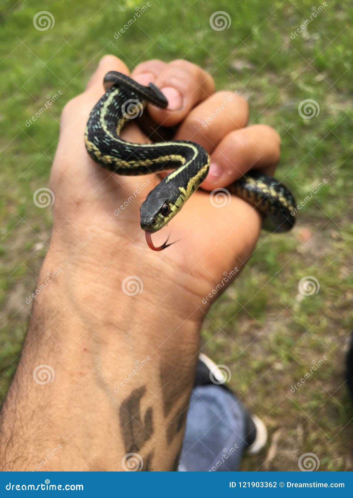 Eastern Garter Snake stock photo. Image of sirtalis - 121903362