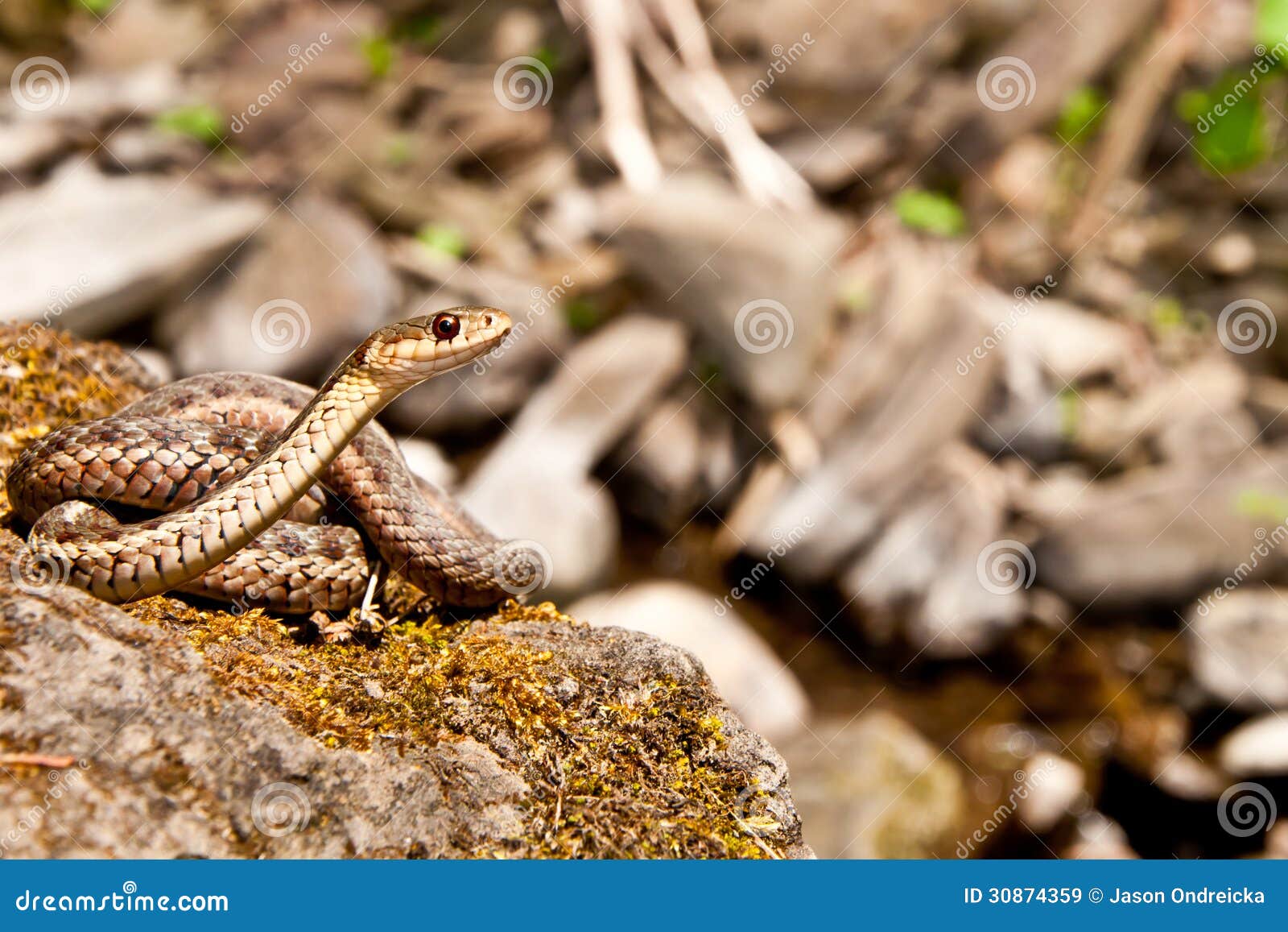 Eastern Garter Snake stock image. Image of animals, biology - 30874359