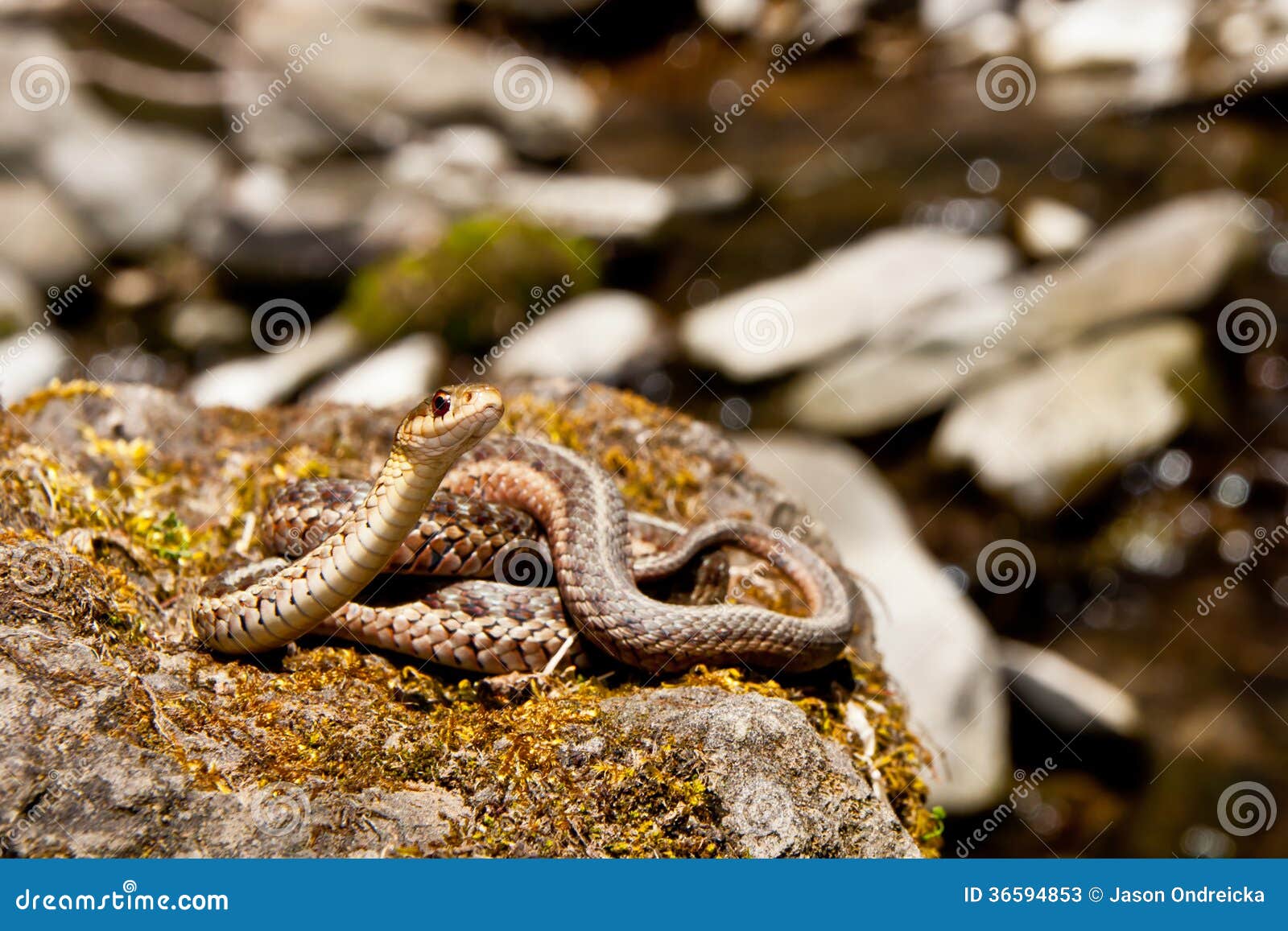 Eastern Garter Snake stock image. Image of animals, copy - 36594853