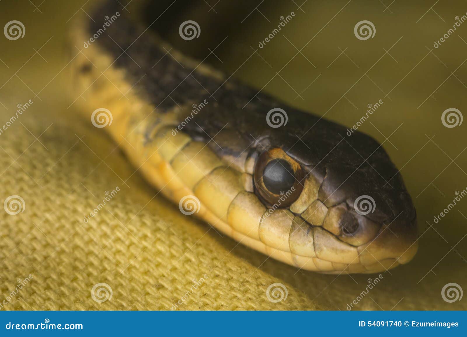 Eastern Garter Snake stock photo. Image of black, spring - 54091740