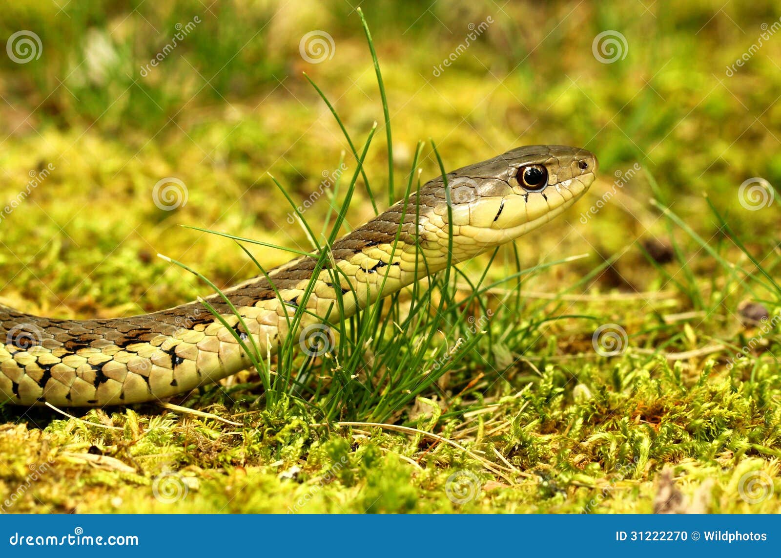 Eastern Garter Snake stock photo. Image of nonvenomous - 31222270