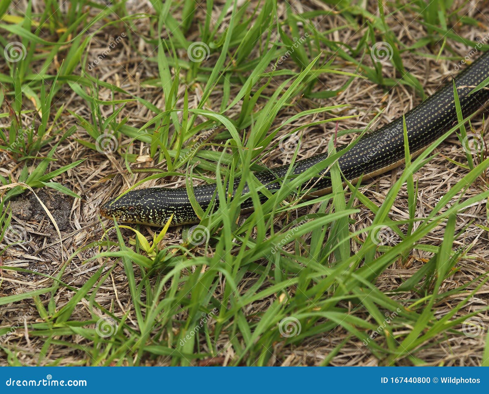 Eastern Glass Lizard stock photo. Image of legless, glass - 167440800