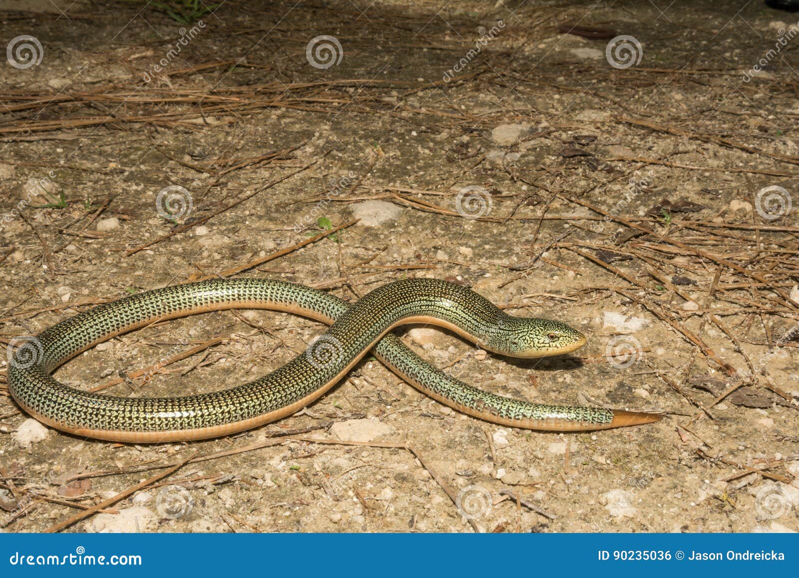 Eastern Glass Lizard stock photo. Image of animal, herpetology - 90235036