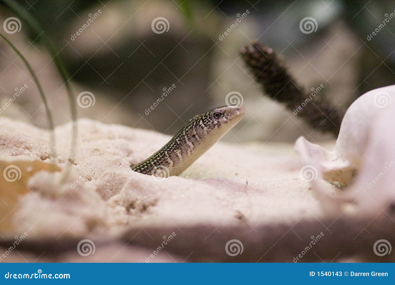 Eastern Glass Lizard - Ophisaurus Ventralis Stock Image - Image of ...