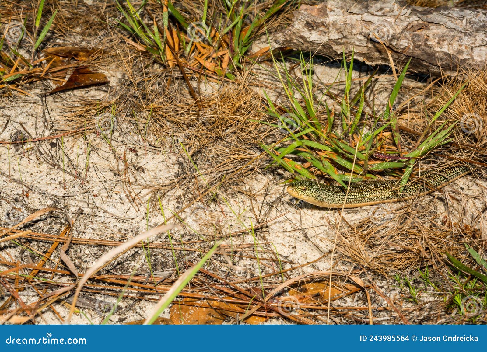 Eastern Glass Lizard - Ophisaurus Ventralis Stock Photo - Image of ...