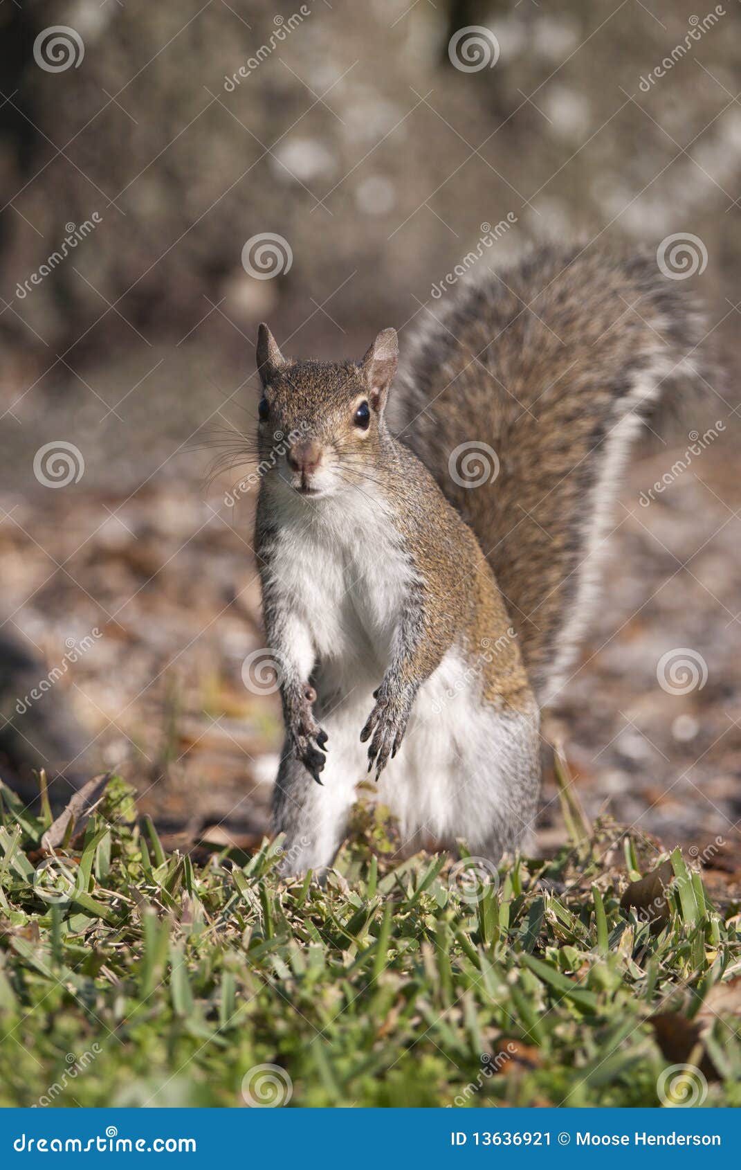 Eastern Gray Squirrel stock image. Image of pete, carolinensis - 13636921